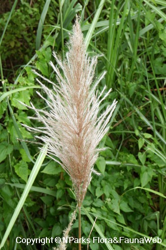 NParks | Saccharum spontaneum