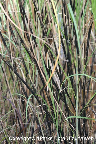 NParks | Saccharum spontaneum