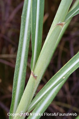 NParks | Saccharum spontaneum