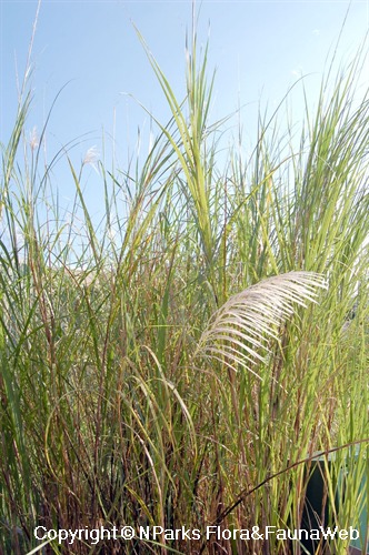 NParks | Saccharum spontaneum