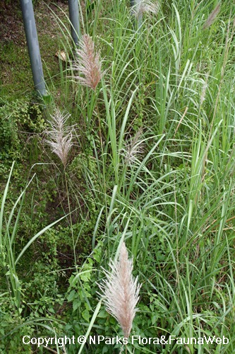 NParks | Saccharum spontaneum