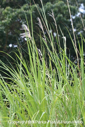 NParks | Saccharum spontaneum