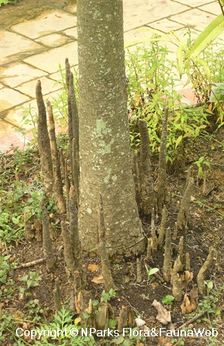 NParks | Sonneratia caseolaris