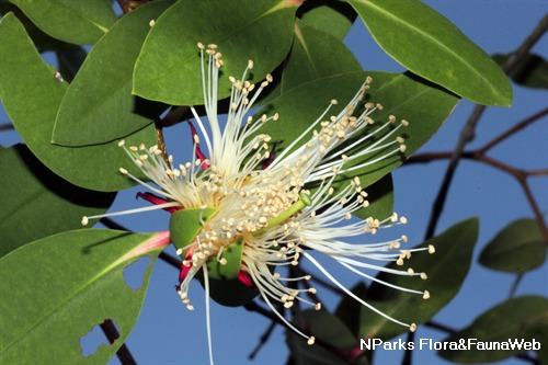 NParks | Sonneratia caseolaris