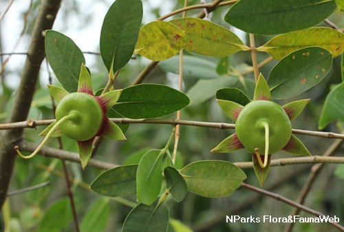 NParks | Sonneratia caseolaris