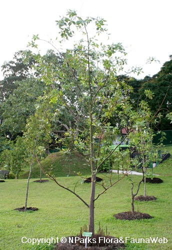 NParks | Sonneratia alba