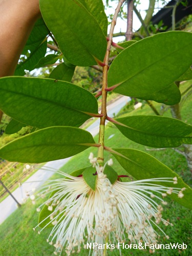 NParks | Sonneratia caseolaris