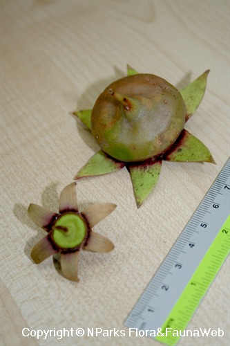 NParks | Sonneratia caseolaris