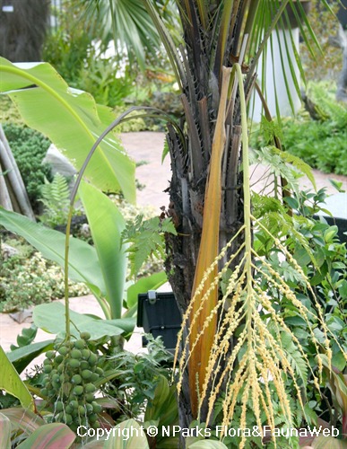 NParks | Syagrus schizophylla