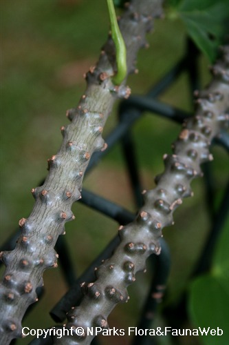 NParks | Tinospora crispa