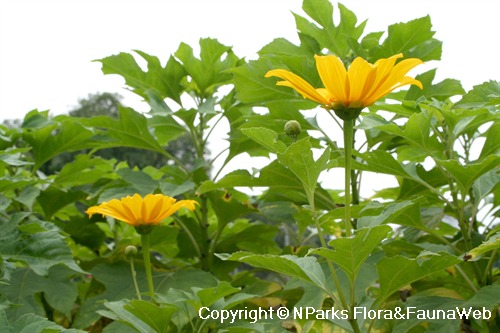 NParks | Tithonia diversifolia