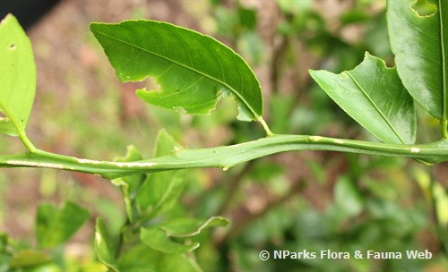 NParks | Citrus × microcarpa