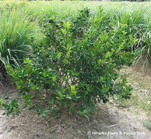 NParks | Citrus × microcarpa