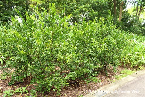 NParks | Citrus × microcarpa