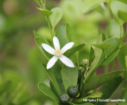 NParks | Citrus × microcarpa