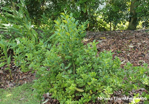NParks | Citrus × microcarpa