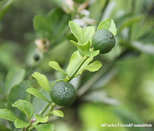 NParks | Citrus × microcarpa