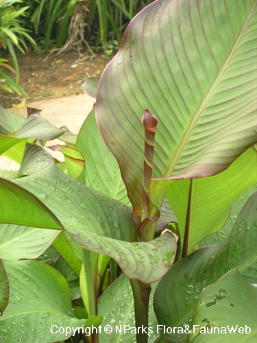 NParks | Canna indica (Edible Canna)