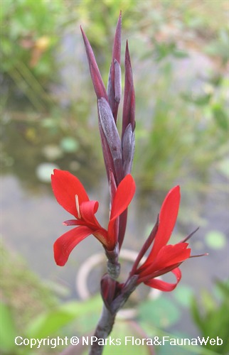 NParks | Canna indica (Edible Canna)