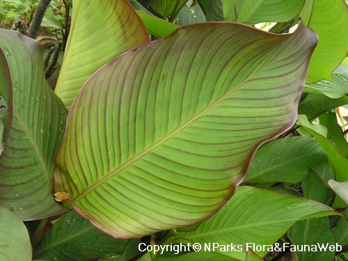 NParks | Canna indica (Edible Canna)