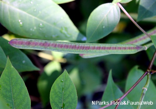 NParks | Senna occidentalis