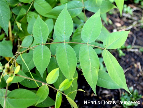NParks | Senna occidentalis