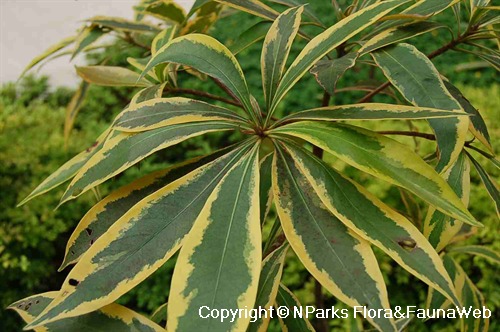 NParks | Xanthostemon chrysanthus 'Variegata'