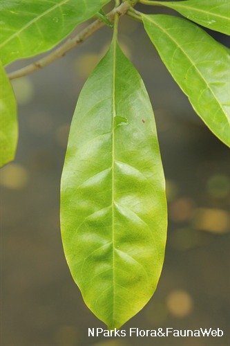 NParks | Pteleocarpa lamponga