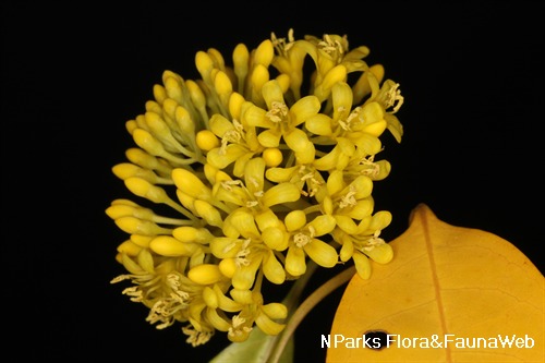 NParks | Pteleocarpa lamponga