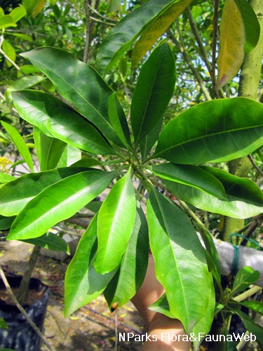 NParks | Pteleocarpa lamponga