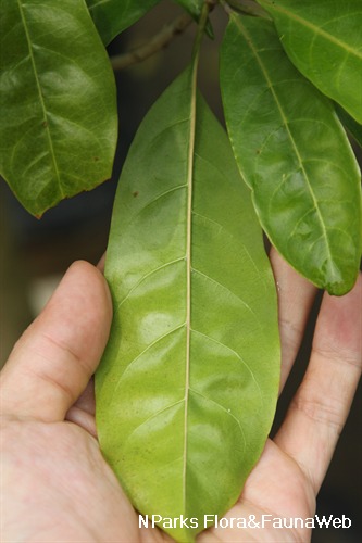 NParks | Pteleocarpa lamponga