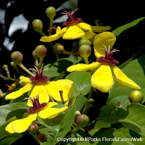 NParks | Dillenia indica