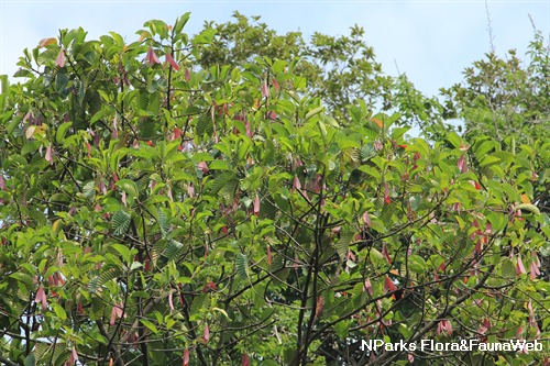 NParks | Dipterocarpus kunstleri