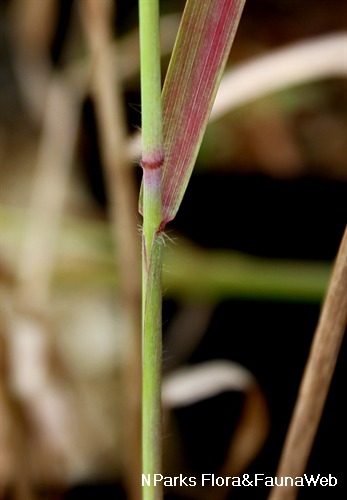 NParks | Melinis repens