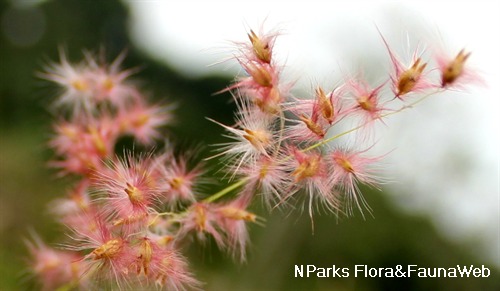 NParks | Melinis repens
