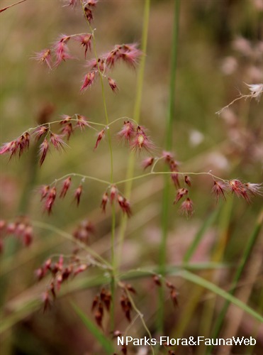 NParks | Melinis repens