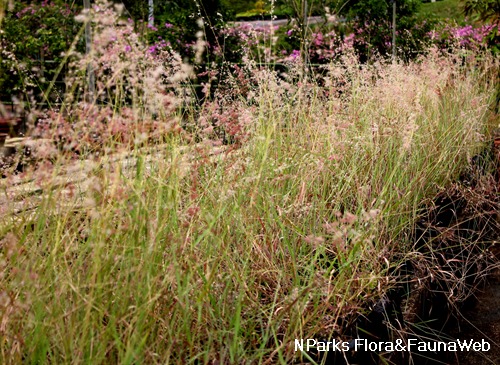 NParks | Melinis repens