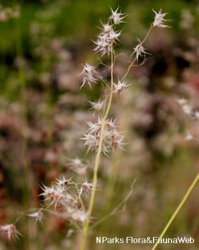 NParks | Melinis repens