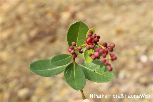 NParks | Cratoxylum glaucum