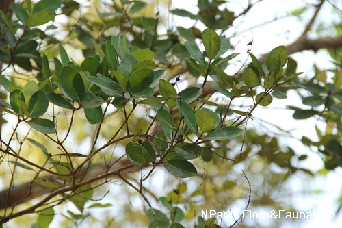 NParks | Cratoxylum glaucum