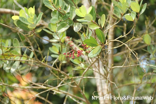 NParks | Cratoxylum glaucum