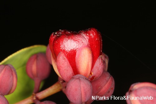 NParks | Cratoxylum glaucum
