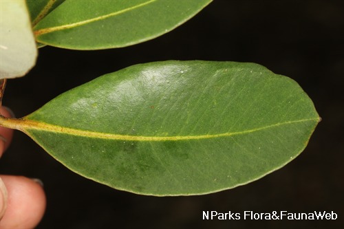 NParks | Cratoxylum glaucum