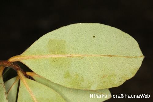 NParks | Cratoxylum glaucum