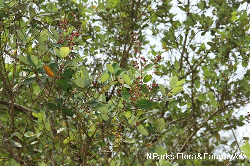 NParks | Cratoxylum glaucum