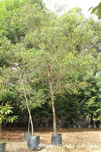 NParks | Cratoxylum glaucum