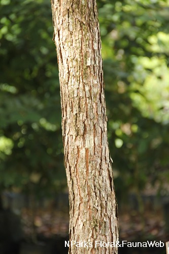 NParks | Cratoxylum glaucum