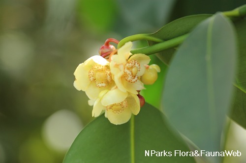 NParks | Garcinia forbesii