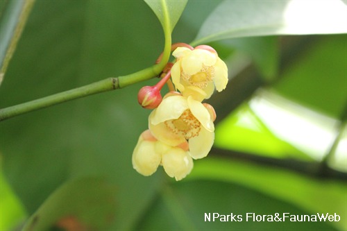 NParks | Garcinia celebica