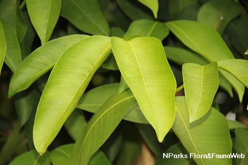 NParks | Garcinia celebica
